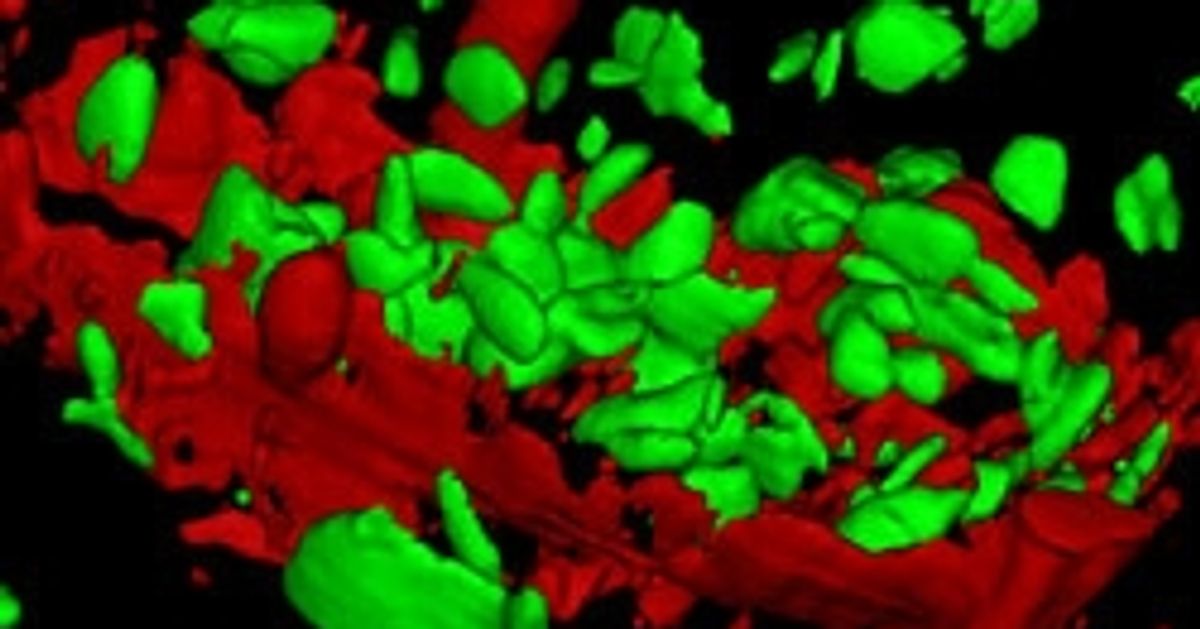 New Inverted Confocal Raman Microscope