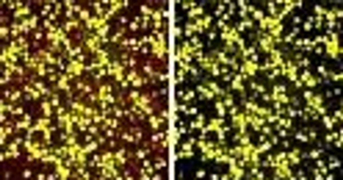 New live cell pathway analysis method uses DRAQ5