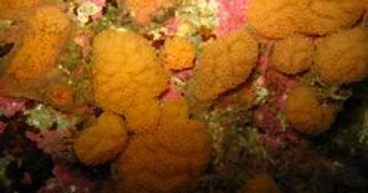 PharmSea: New Project for the Discovery of Bioactive Compounds from ...