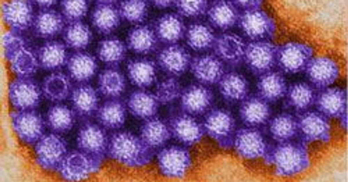 New Norovirus Monoclonal Antibodies from ViroStat