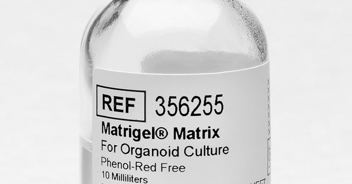 Buy Corning® Matrigel® Matrix for Organoid Culture, Phenol Red-free ...
