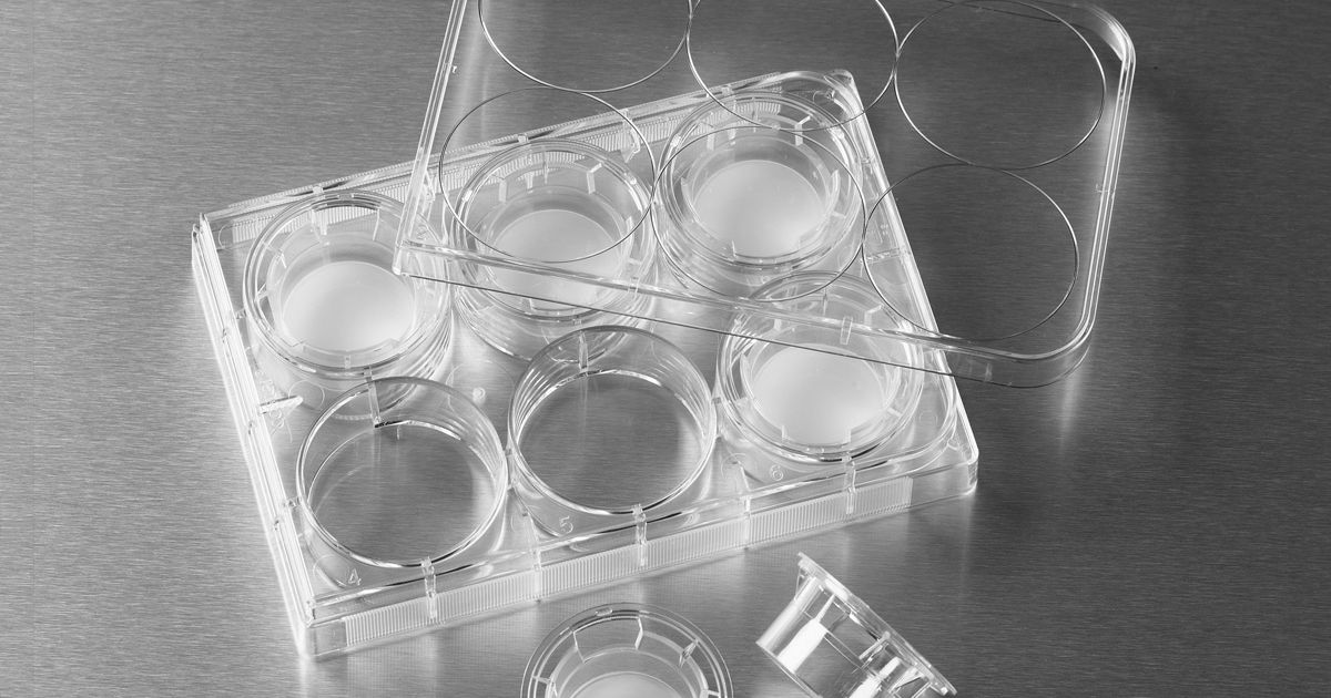 24 mm Transwell® with 0.4 µm Pore Polycarbonate Membrane Insert, Sterile