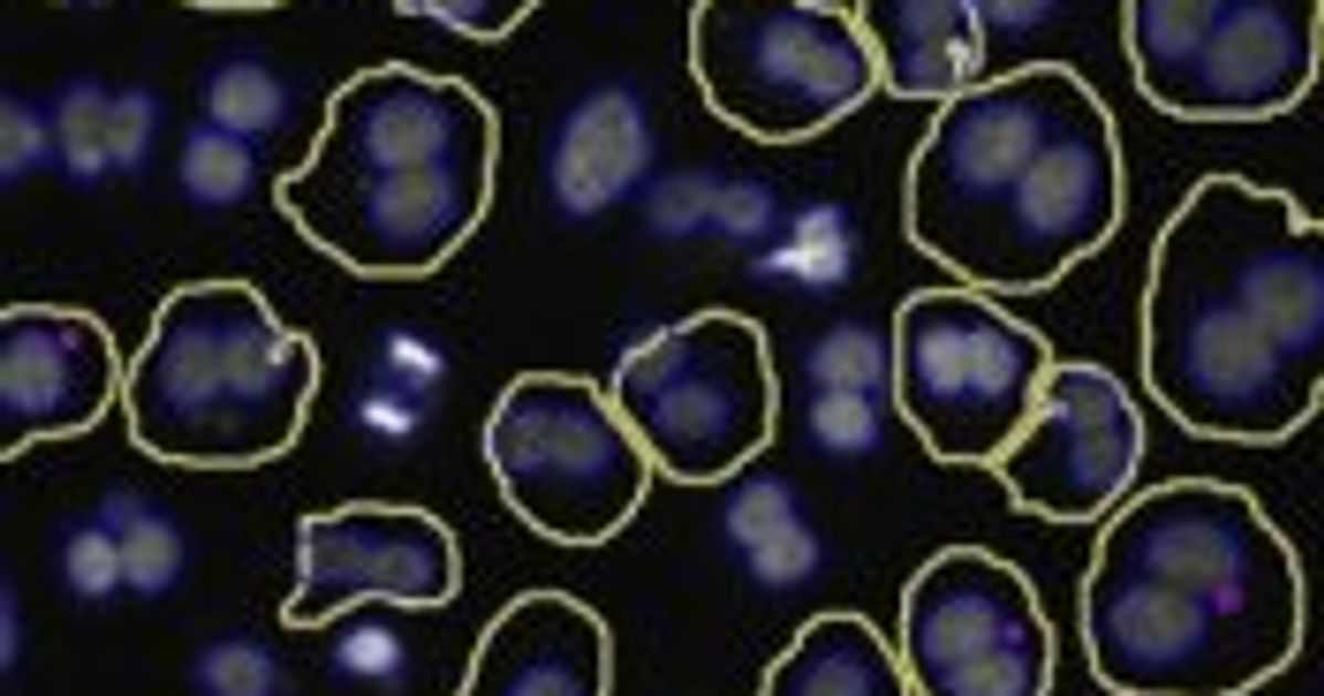 Micronucleus V2 Image Analysis BioApplication for Genotoxicity reviews