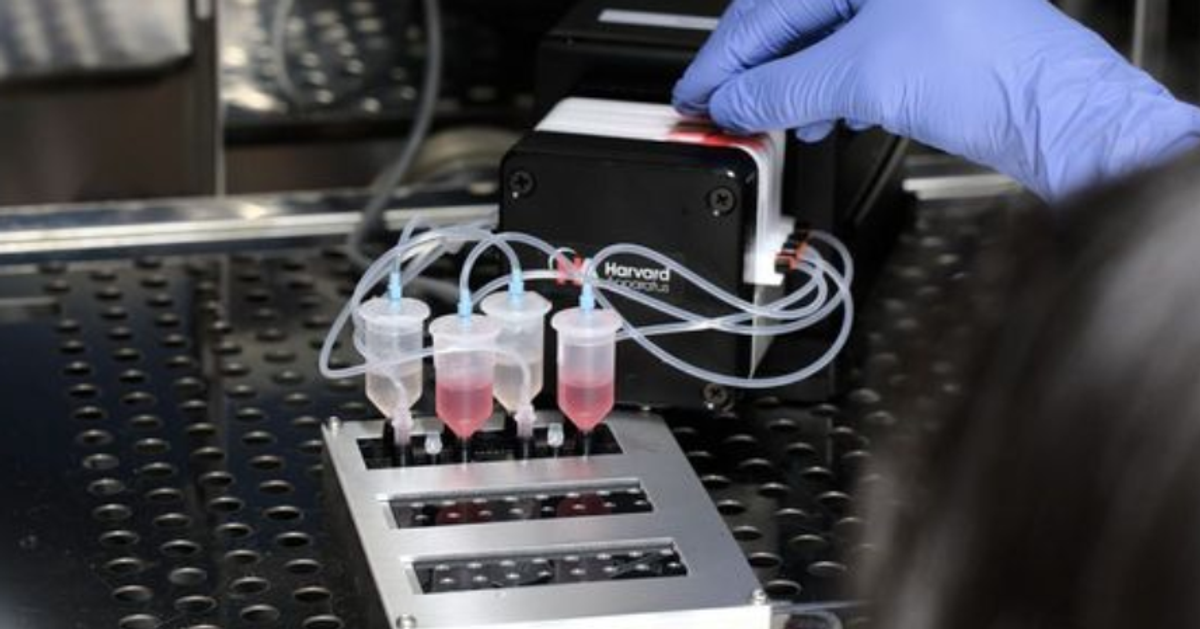 Dynamic42 closes a critical gap in organ-on-chip research by embedding ...