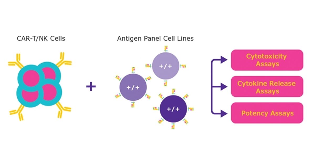 Buy Immuno-Oncology Cell lines by Sigma-Aldrich® Read Reviews