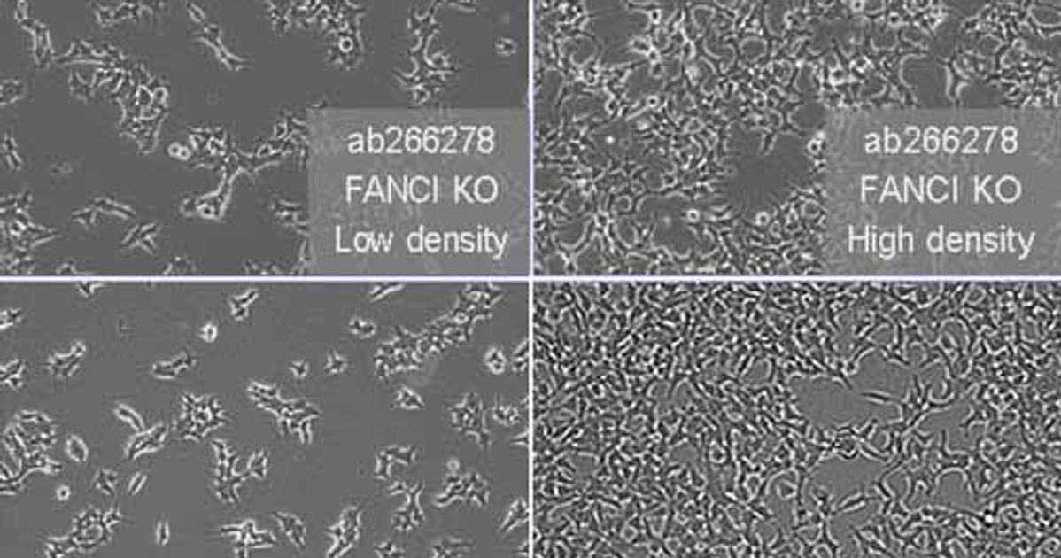 Human FANCI knockout HEK293T cell line | SelectScience