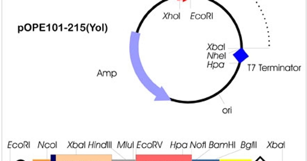 pOPE 101 Expression Vector reviews