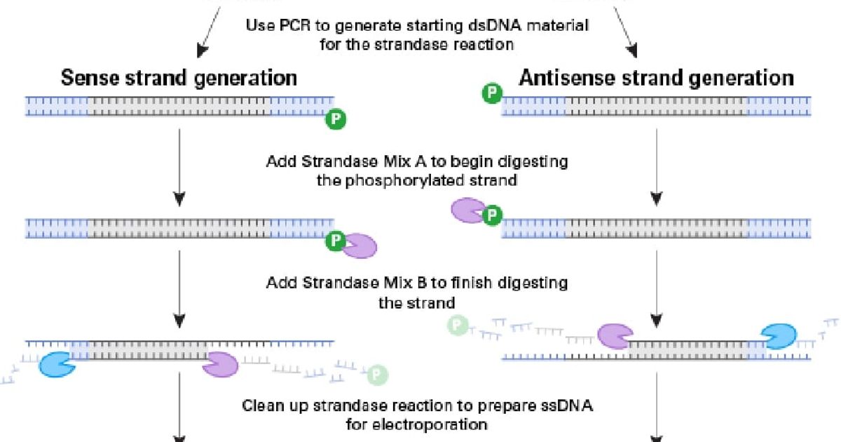 Guide-it™ Long ssDNA Production System