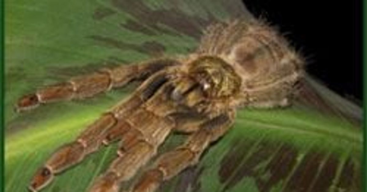 Buy Venom Discovery Array (VDA) Read Reviews