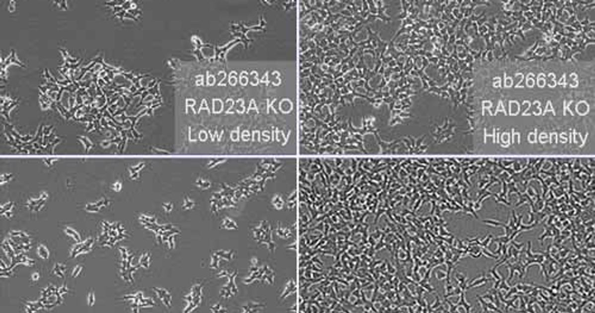 Buy Human RAD23A (hHR23A) knockout HEK293T cell line Read Reviews
