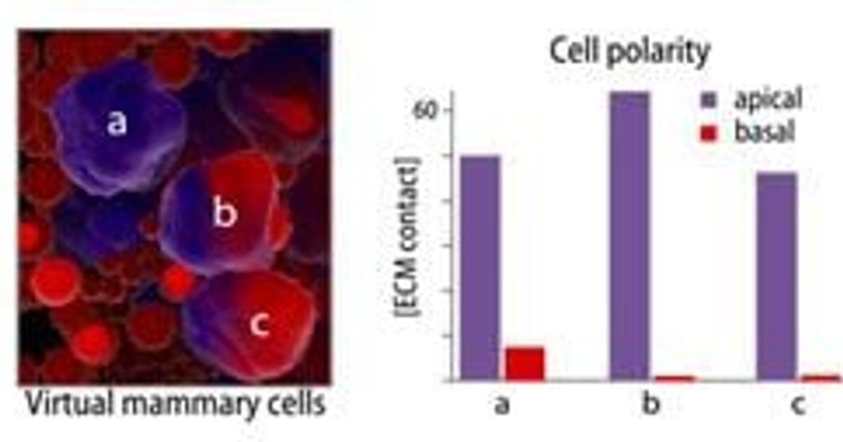 Multiscale Modeling of Cellular Proceses and Simulation
