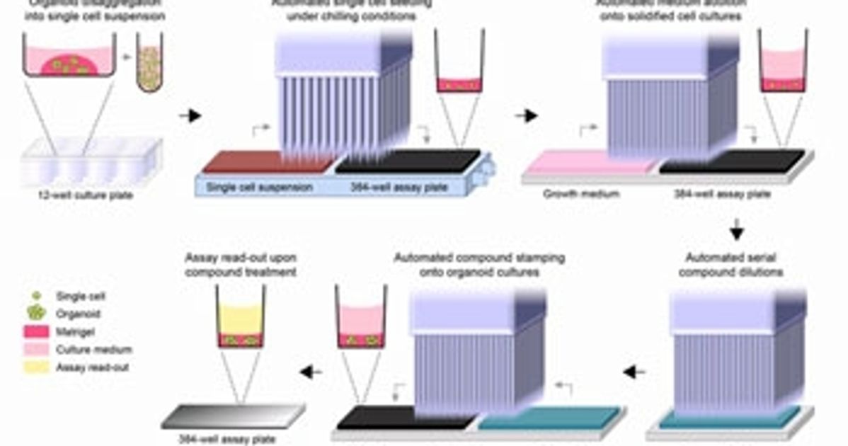 Webinar Highlights: Using Patient-Derived 3D Cell Culture Models for ...