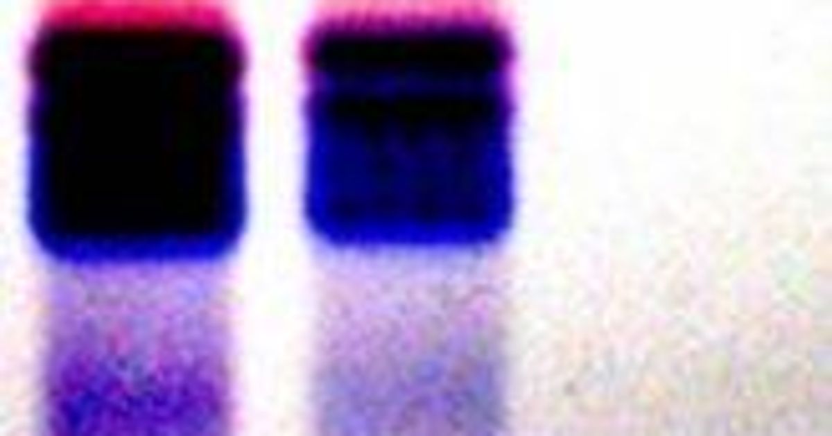 HPTLC technology for detection of a common adulterant in Bilberry extract