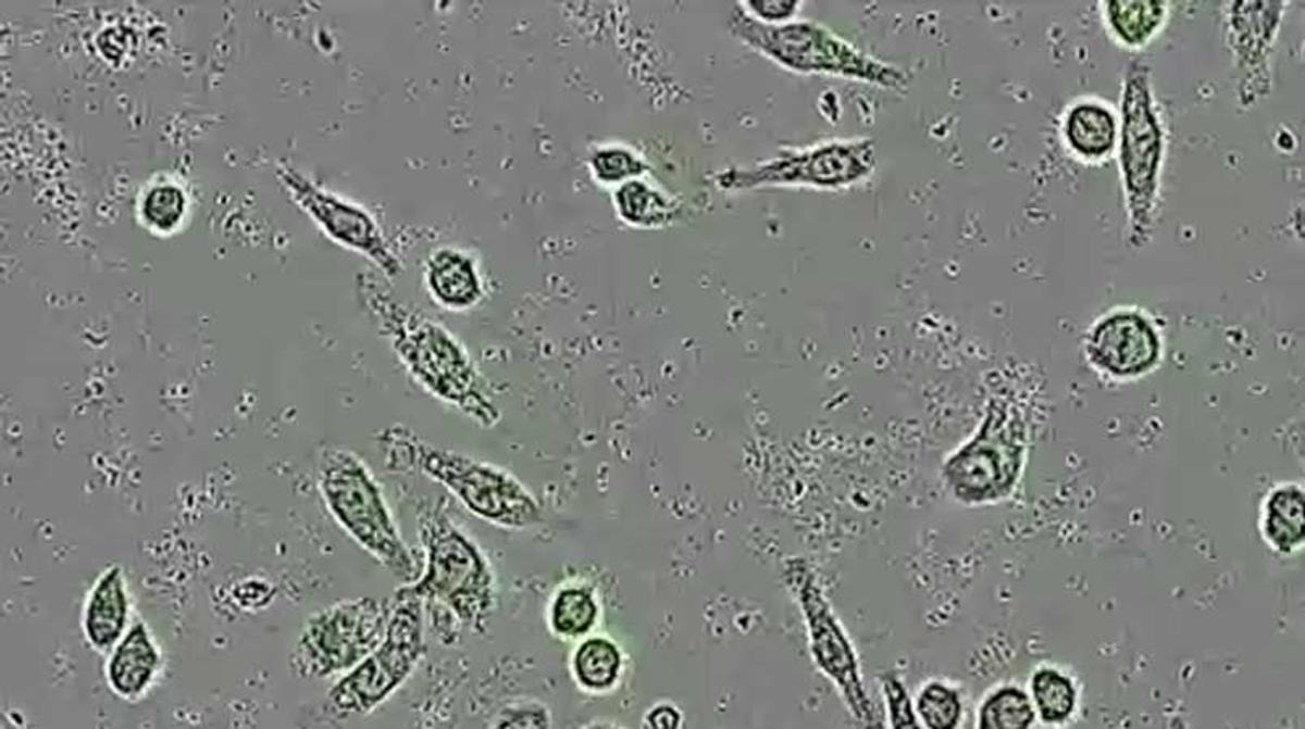 Buy Incucyte® Live-Cell Analysis Systems Read Reviews