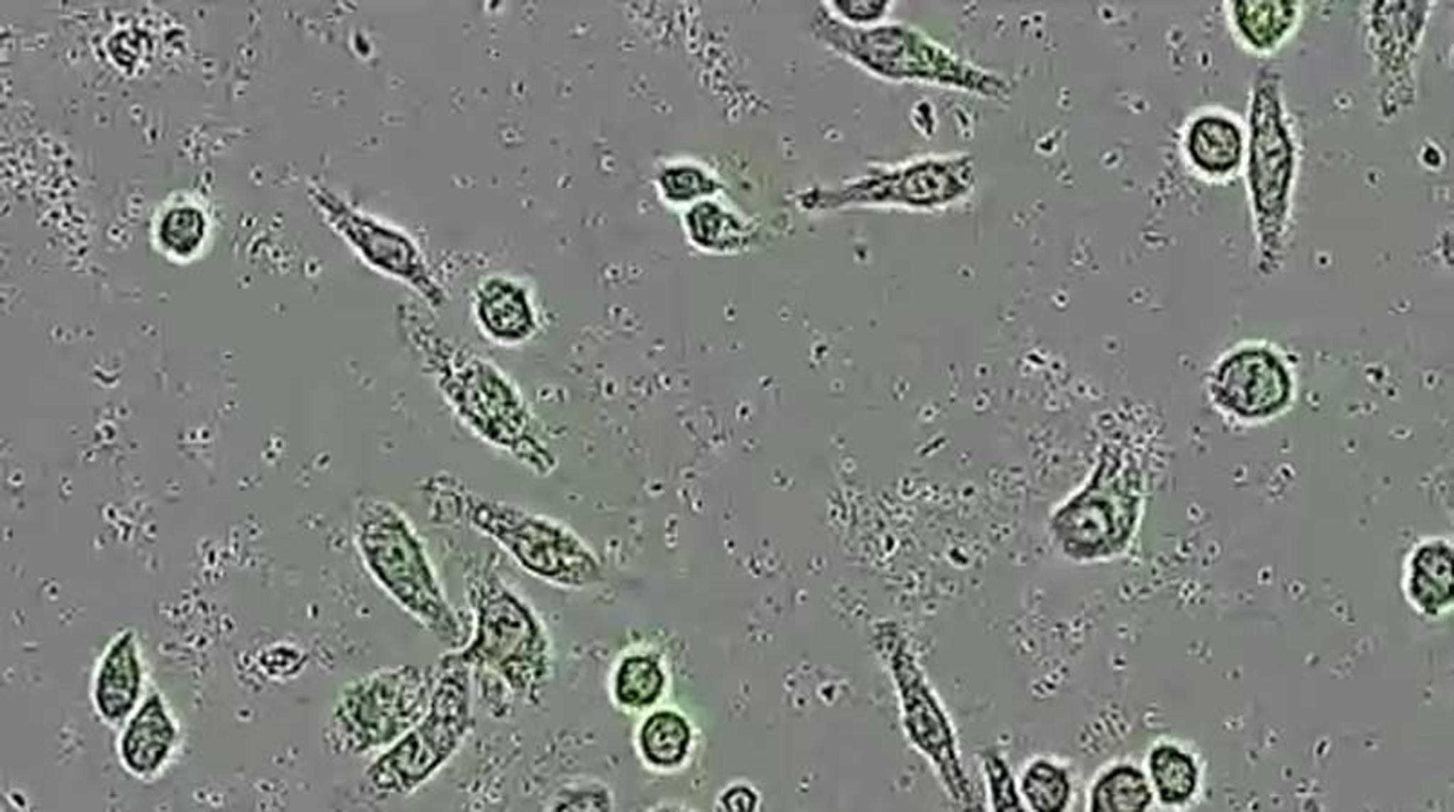 Incucyte® Live-Cell Analysis Systems from Sartorius Group reviews