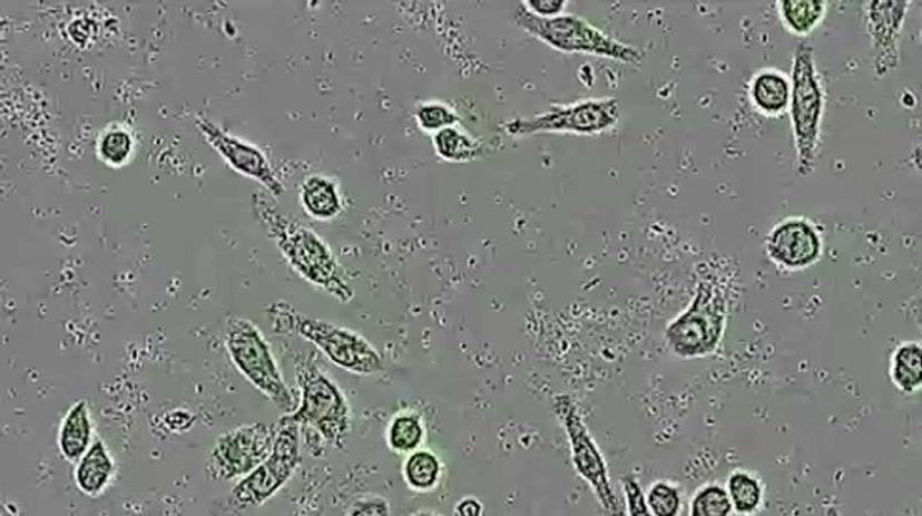 Incucyte® Live-Cell Analysis Systems from Sartorius Group reviews