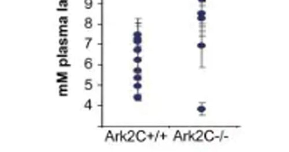 L-Lactate Assay Kit reviews