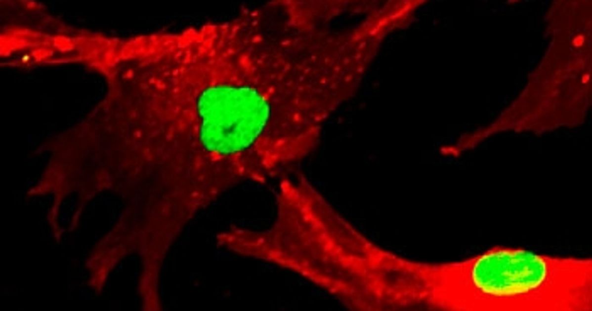 Deep Learning-Based Genedata Imagence, for Automated High-Content Image ...