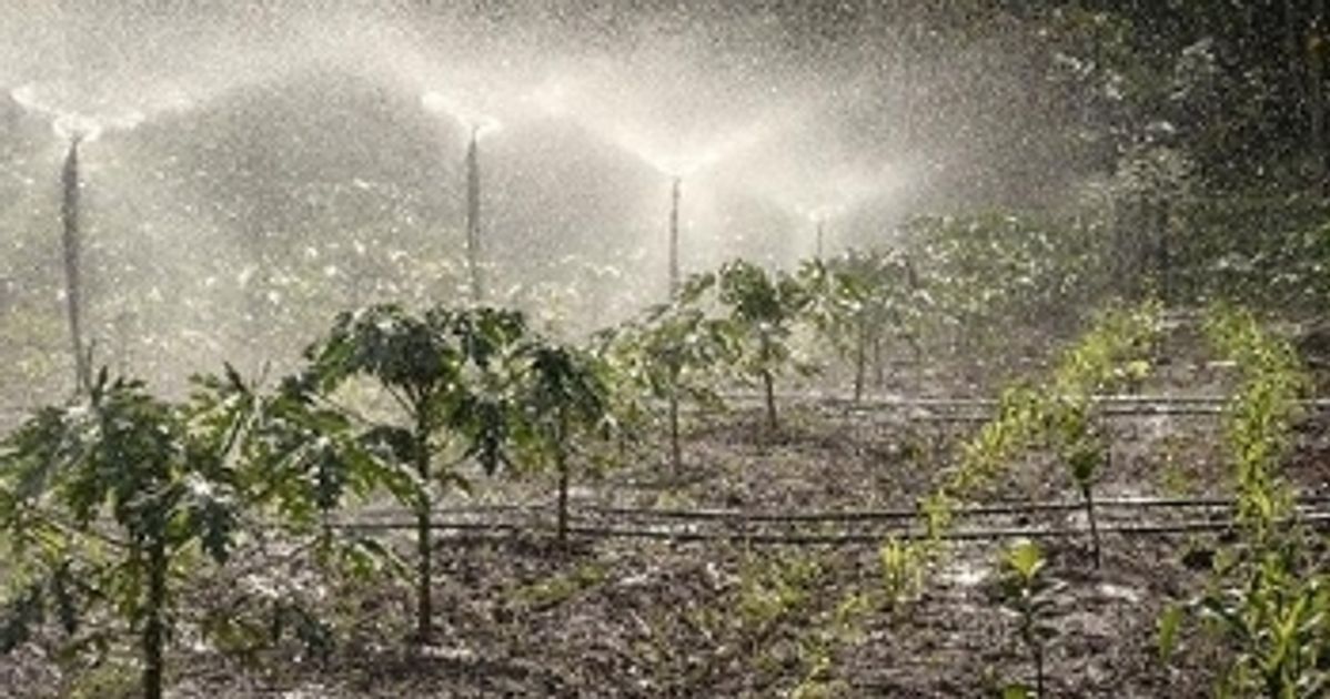 Exploit plants’ ability to tell the time to make food production more ...