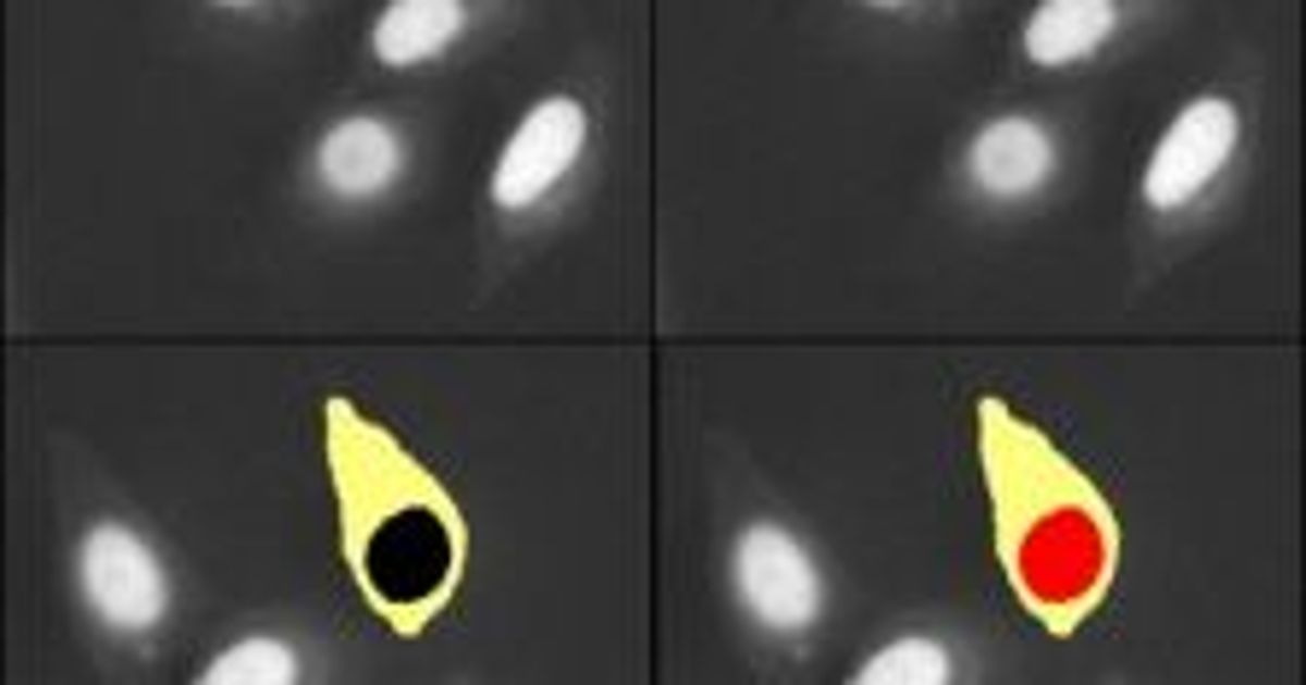 Nucl:Cyto Segmentation in HCS Imaging Enabled by Far-Red Dye
