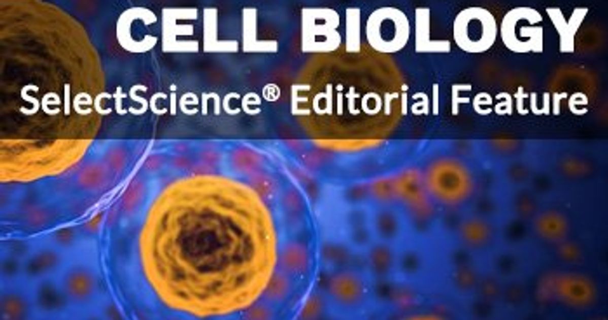 Cell Biology Advances: From Angiogenesis Assays to 3D Cellular Models