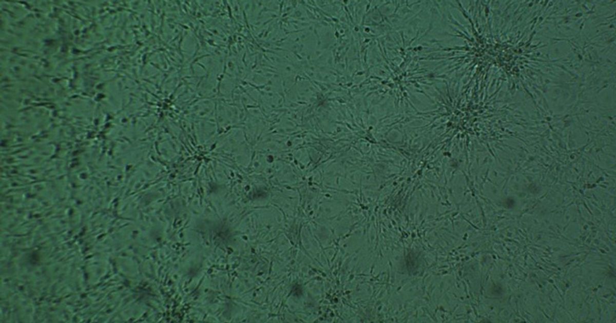 Buy KPC Cell Line (C57/BL6 genetic background) Read Reviews