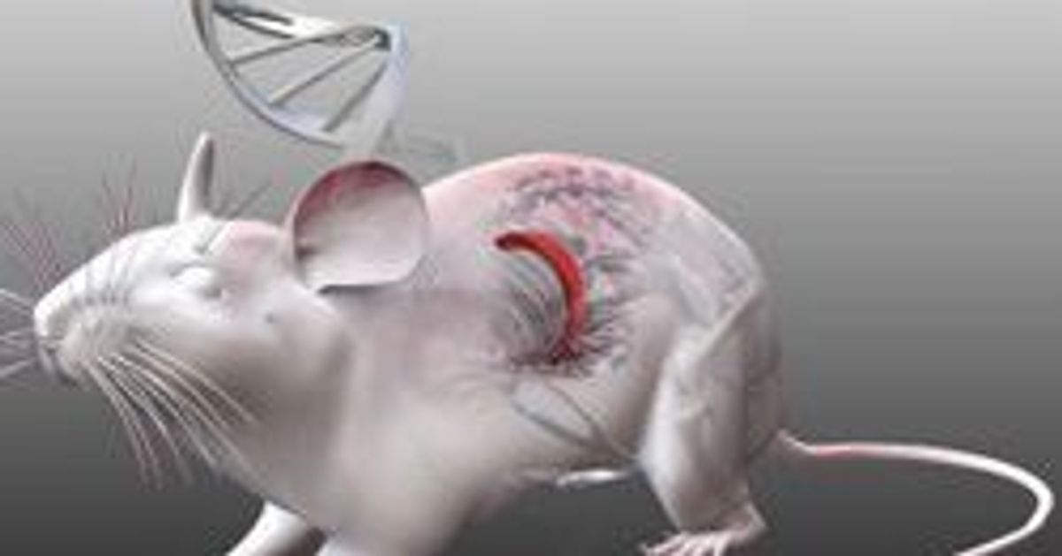 Merus Announces the Full Validation of Its Memo® Transgenic Mouse for ...