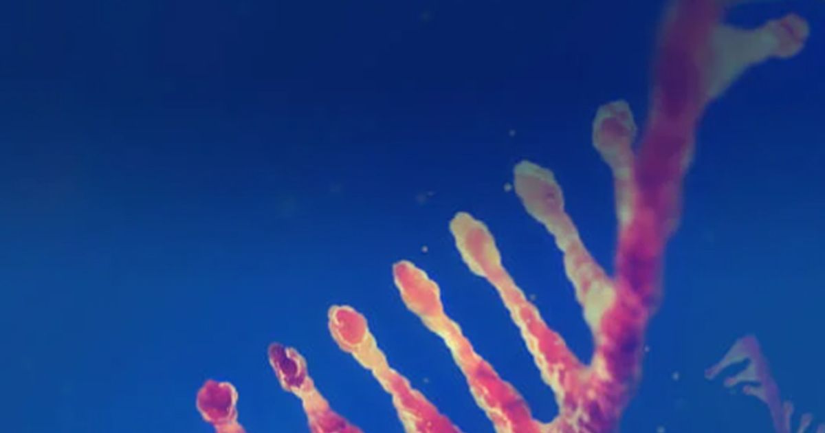 Custom DNA Oligo reviews