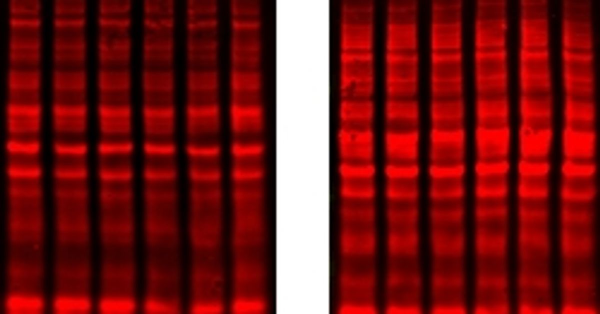 Revert™ 700 Total Protein Stain Products