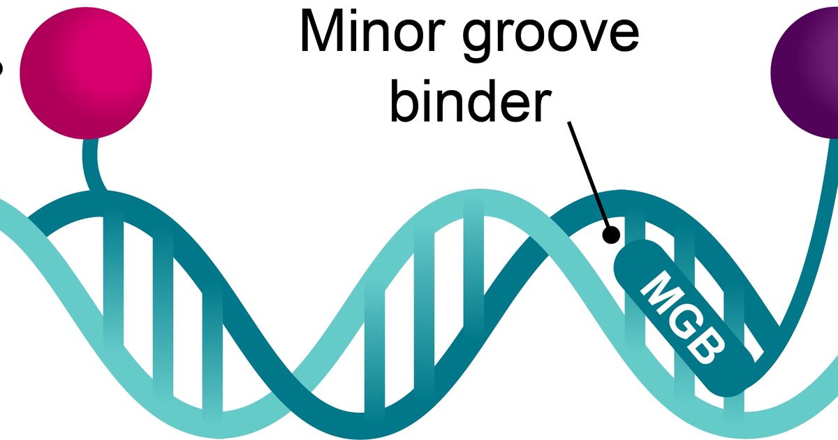 Minor groove binder (MGB) probes reviews