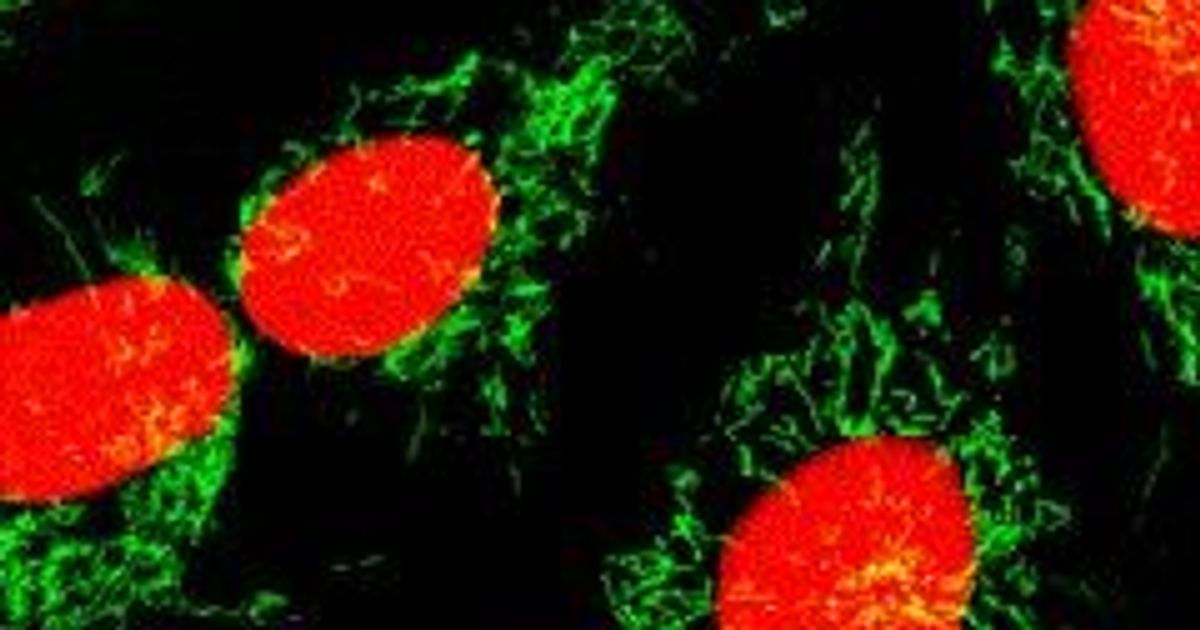 DRAQ5 is an ideal DNA dye for fixed cell preparations in fluorescence ...