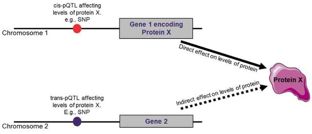 Antibody-based proteomics bridges genetic variation and protein expression