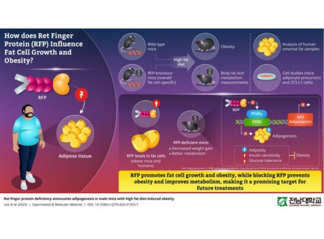Chonnam National University uncovers a new molecular target of obesity