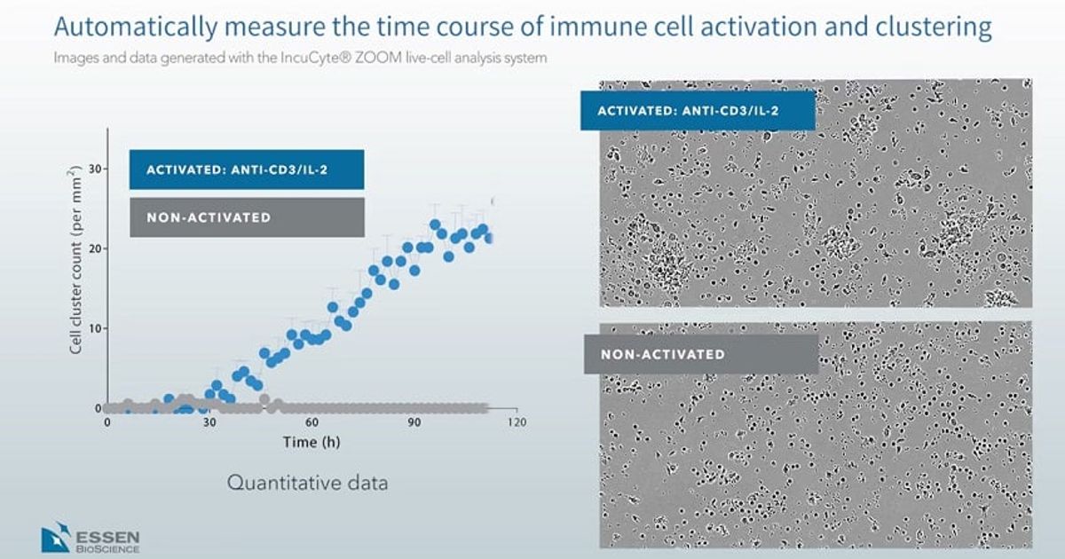 Analysis of Immune Cell Activation and Clustering Using the IncuCyte ...