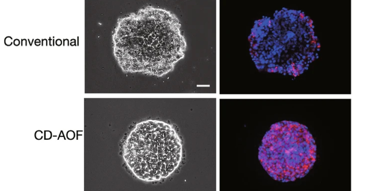 AMSBIO launches GMP-grade StemFit for Differentiation