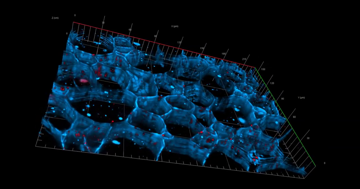 ZEISS ZEN Correlative Array Tomography: 3D Microscopy of Plasmodesmata ...