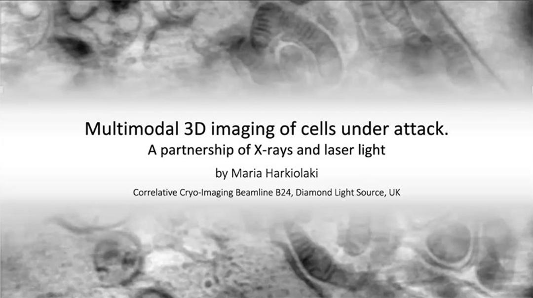 Multimodal 3D imaging of cells under attack