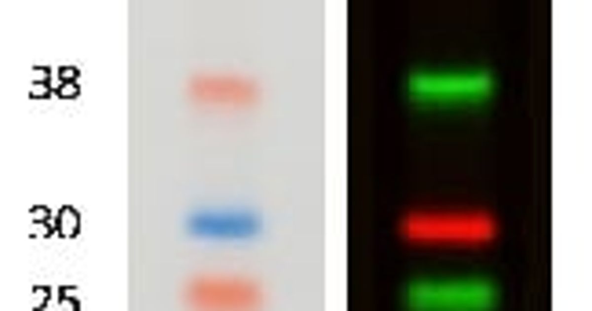 Chameleon Duo Pre-stained Protein Ladder