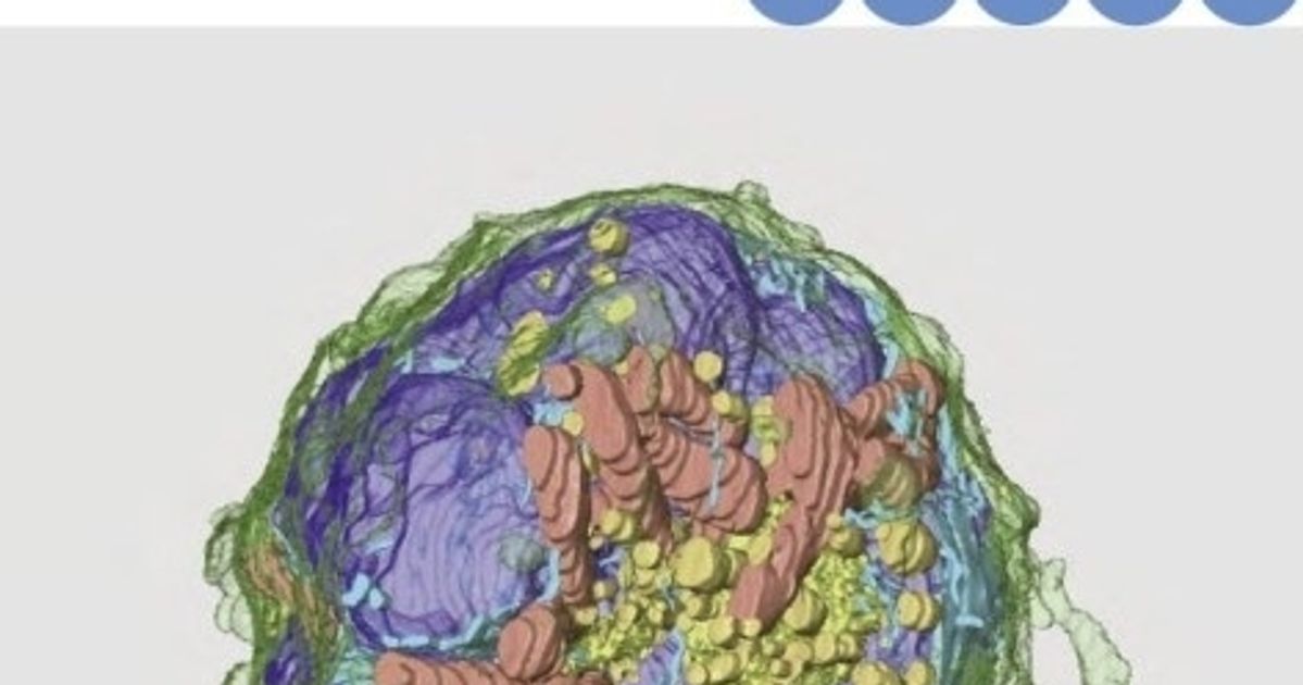 3D Electron Microscopy for Life Sciences