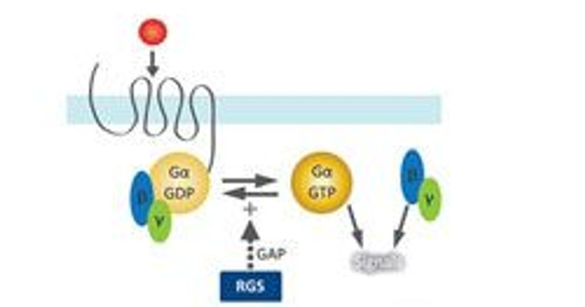 BellBrook Labs Unveils Novel GPCR Screening Approach Based on RGS ...