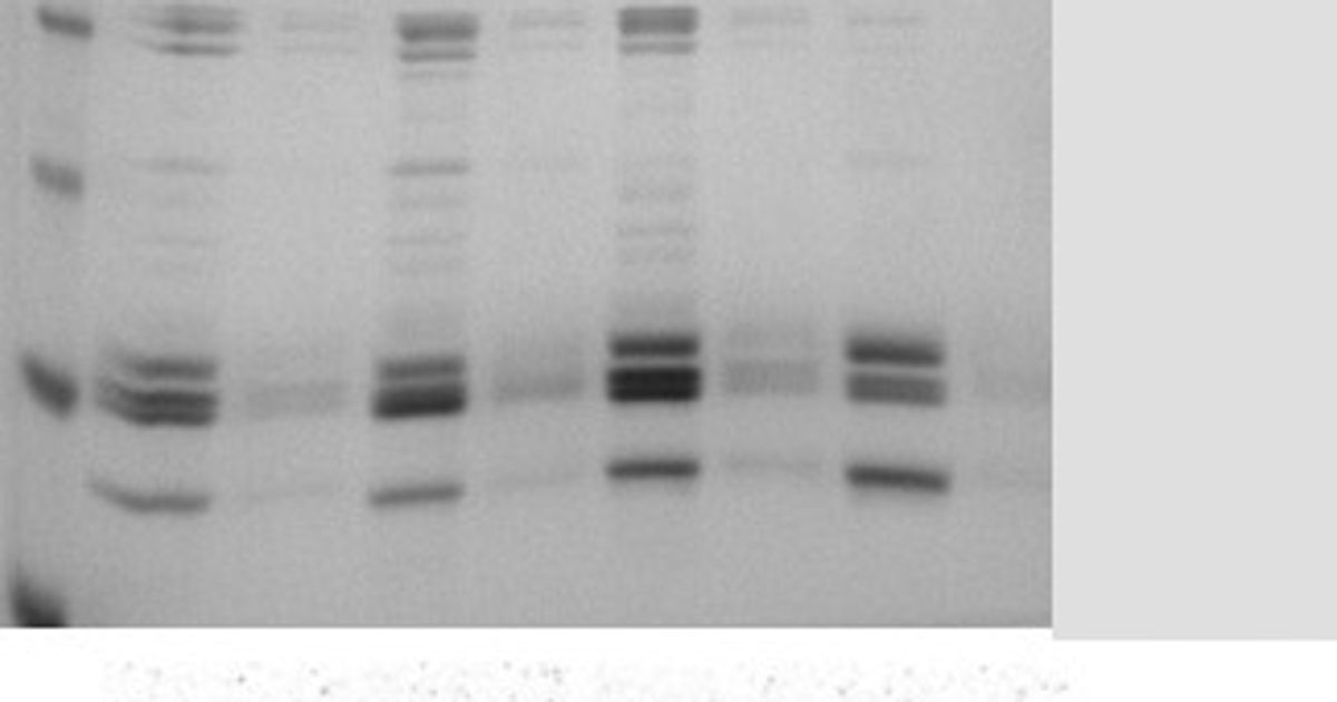 Histone Purification Mini Kit
