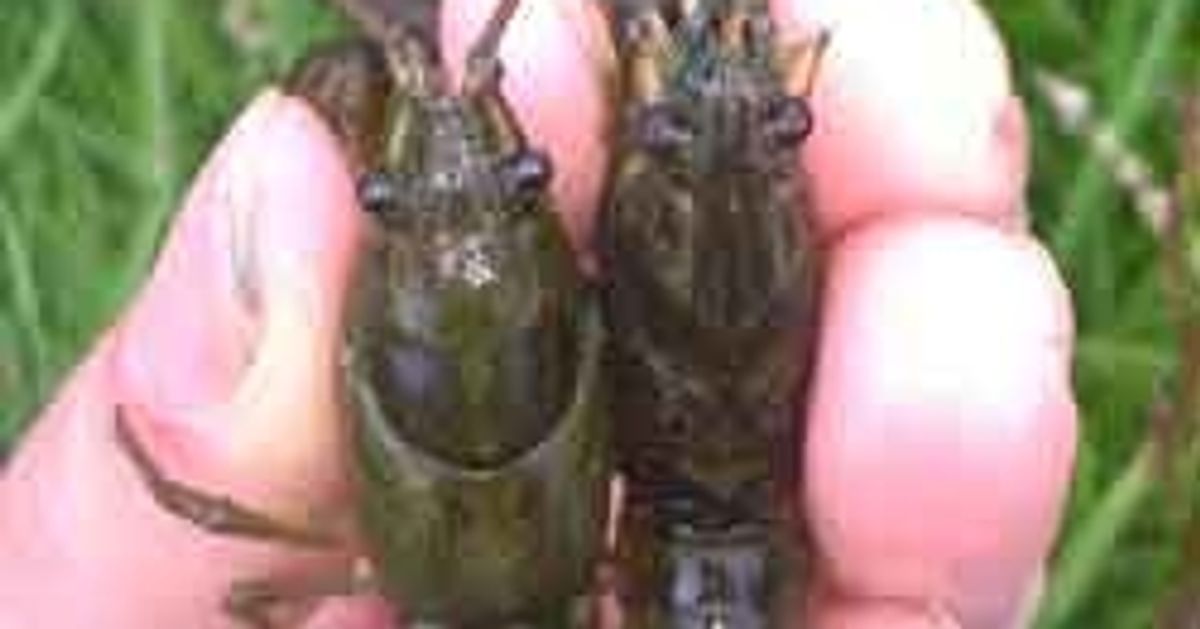 Crayfish Study May Hold Key to Invasive Species Control