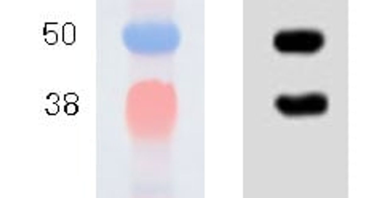 Chameleon Vue Pre-stained Protein Ladder