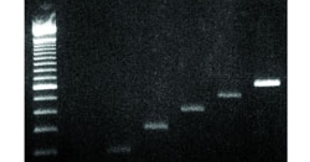 Buy GenElute™ Agarose Spin Columns Read Reviews