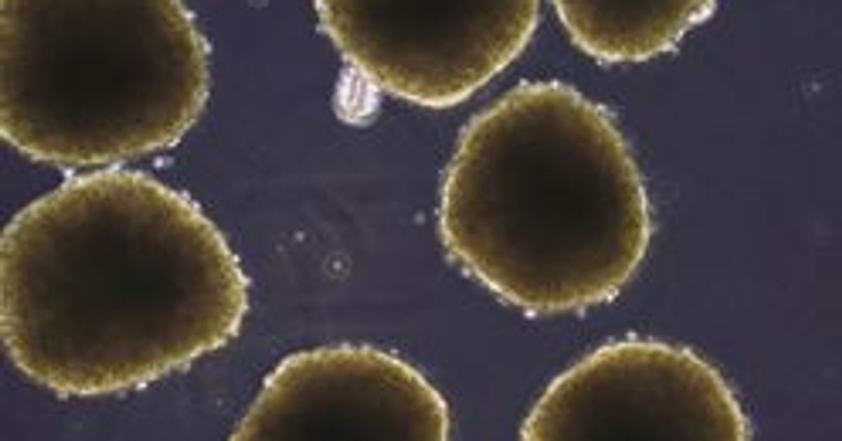Keep Your Cells Well Rounded with New PrimeSurface™ Culture Ware from ...