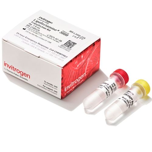 Invitrogen™ Lipofectamine™ 3000 Transfection Reagent
