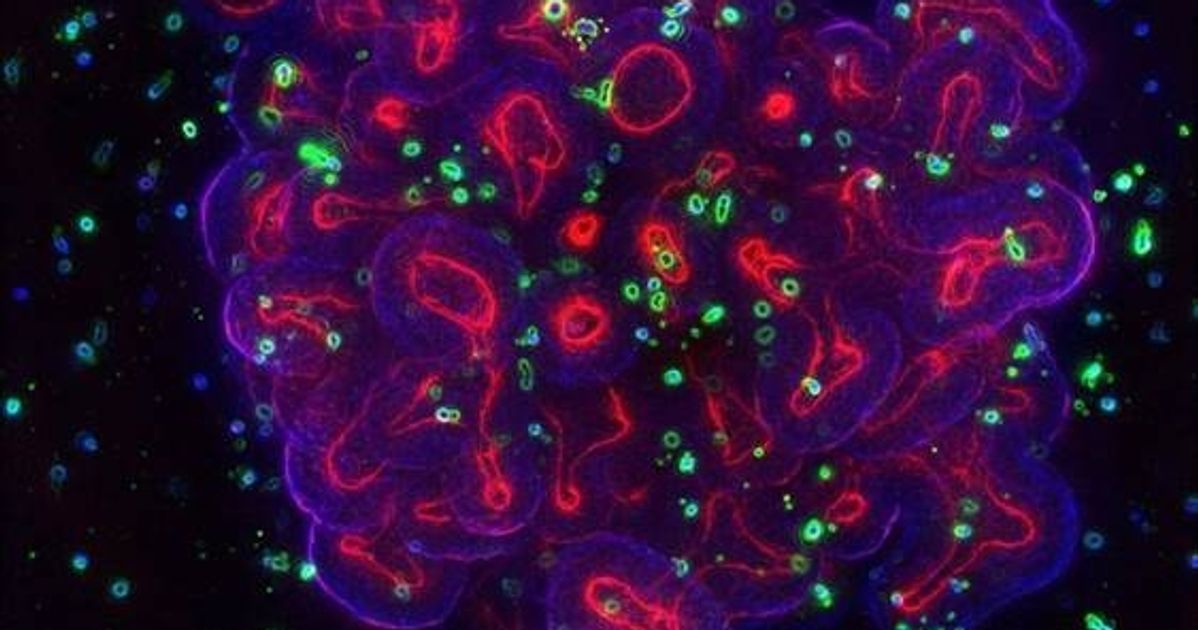 How 3D-Based Image Analysis is Revealing Complex Cell-Cell Interactions ...