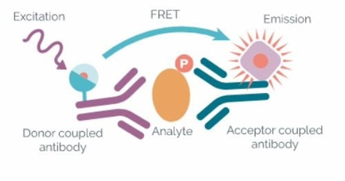 HTRF Assay | SelectScience