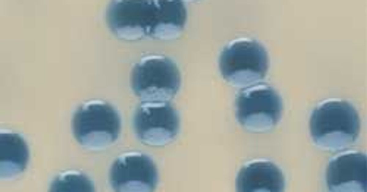 Oxoid Announces Brilliance™ Staph 24 Agar for Identifying Staphylococci ...