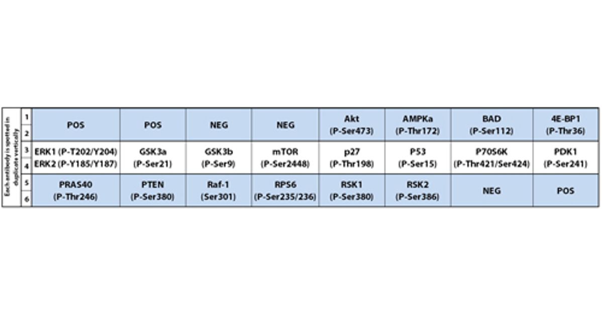 Human/Mouse AKT Pathway Phosphorylation Array C1 | SelectScience